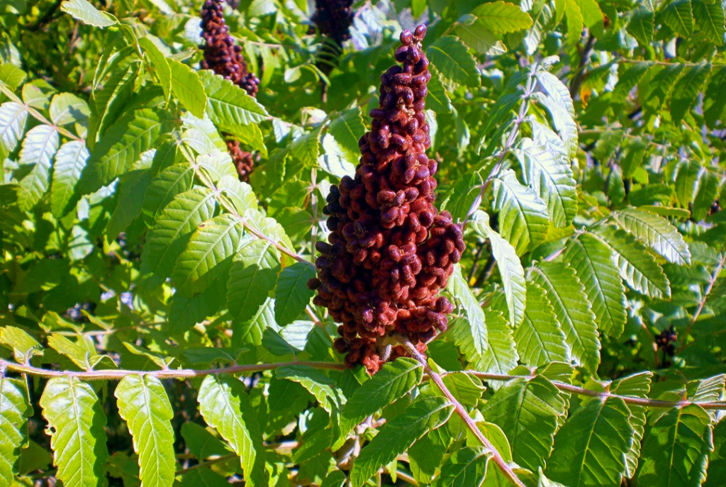 Zumaque (Rhus coriaria L.) - Zoologico El Bosque